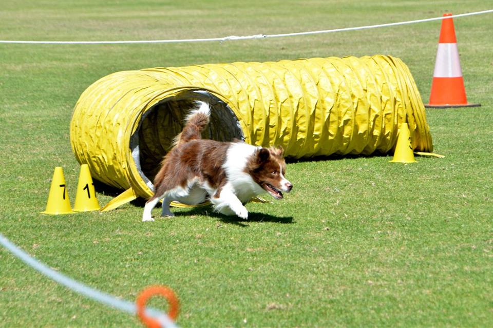 Dog Agility Demos - The Bunbury Show